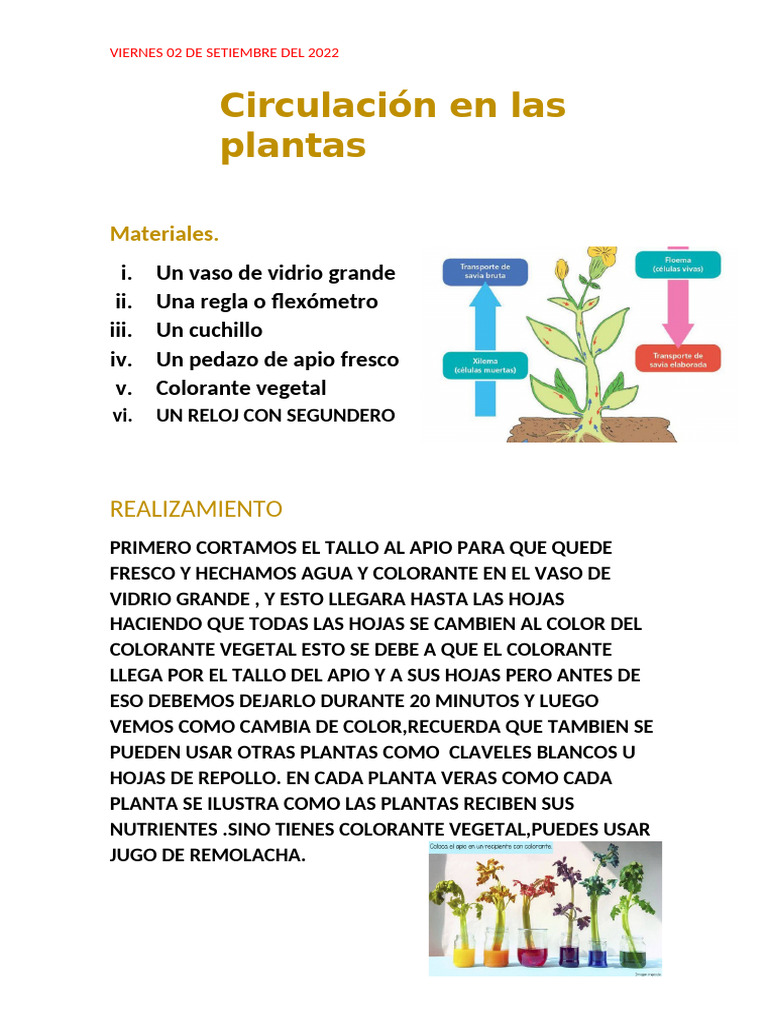 Circulacion en Las Plantas | PDF