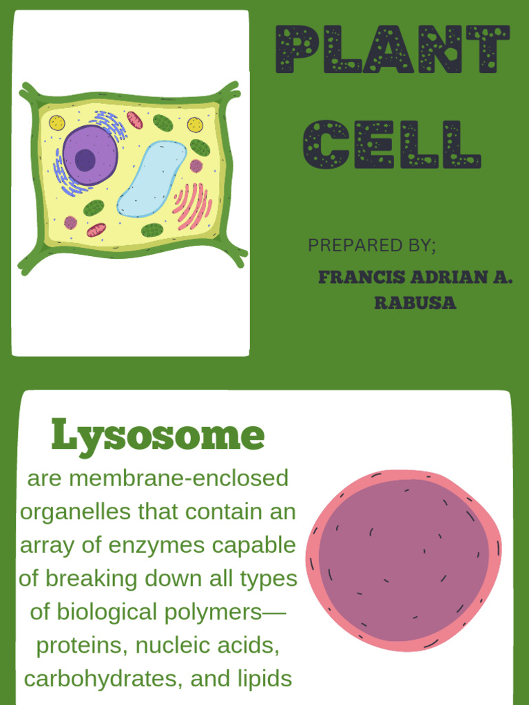 Green White Illustrated Science Plant Cell Flashcard - 20240311 ...