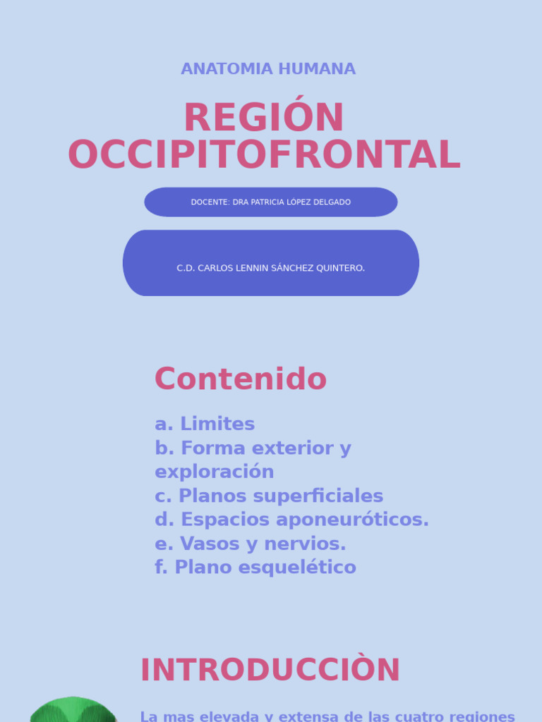 Anatomía de la Región Occipitofrontal | PDF | Cráneo | Músculo