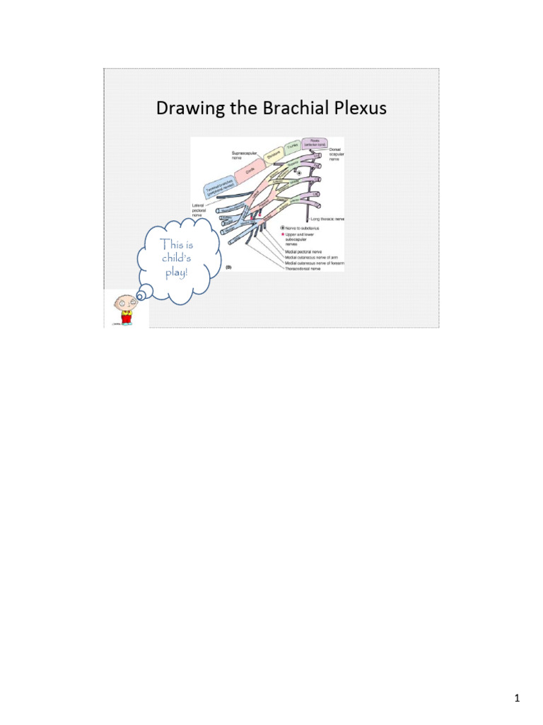 Drawing The Brachial Plexus | PDF | Human Anatomy | Neuroanatomy