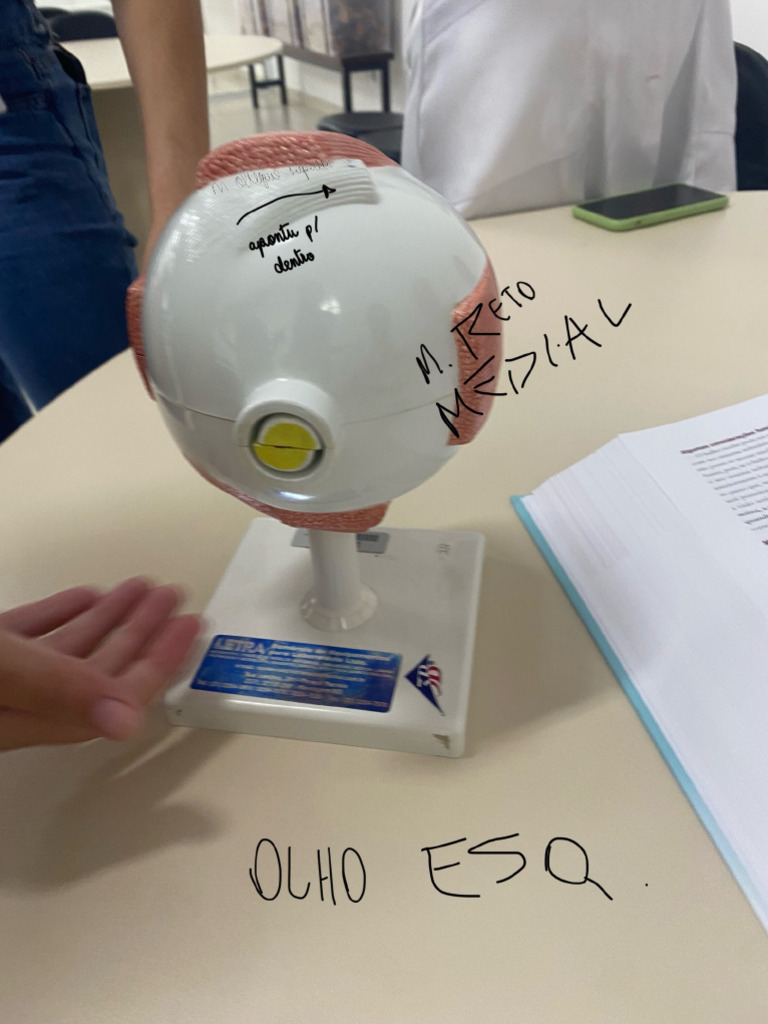 Prova Anato UC8 | PDF