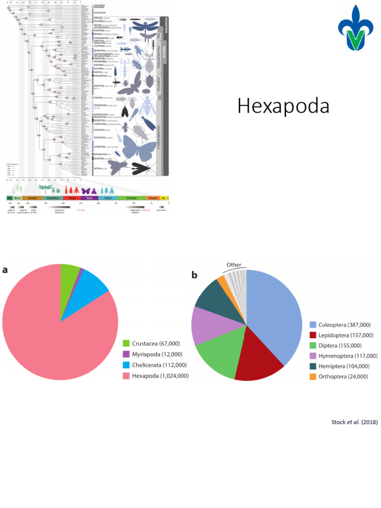 Hexapoda | PDF | Hexapoda | Artrópodos