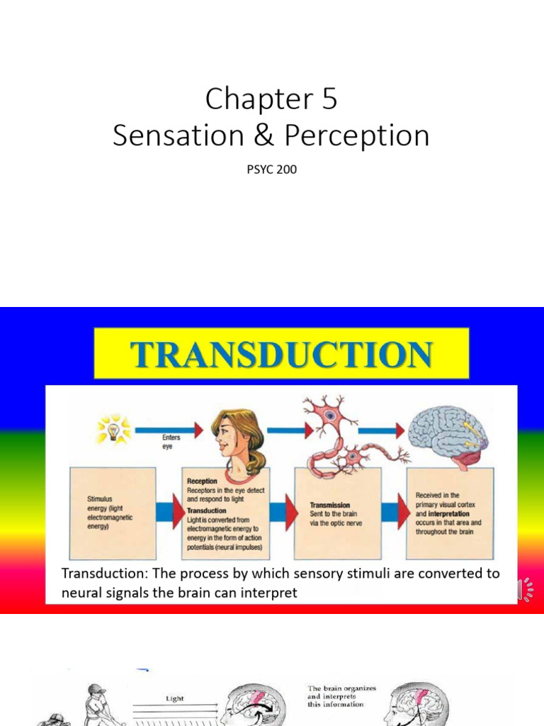 Chapter 5 Sensation & Perception (1) | PDF | Retina | Color Chapter 5 Sensation & Perception (1) | PDF | Retina | Color