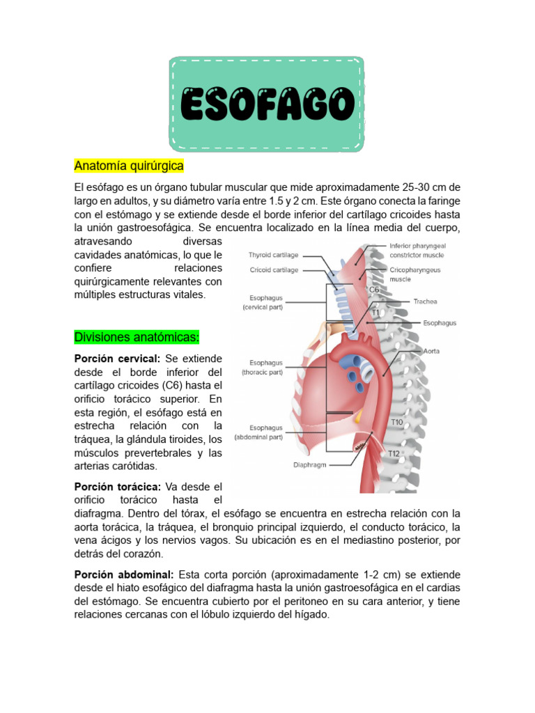 ESOFAGO | PDF | La enfermedad por reflujo gastroesofágico | Esófago