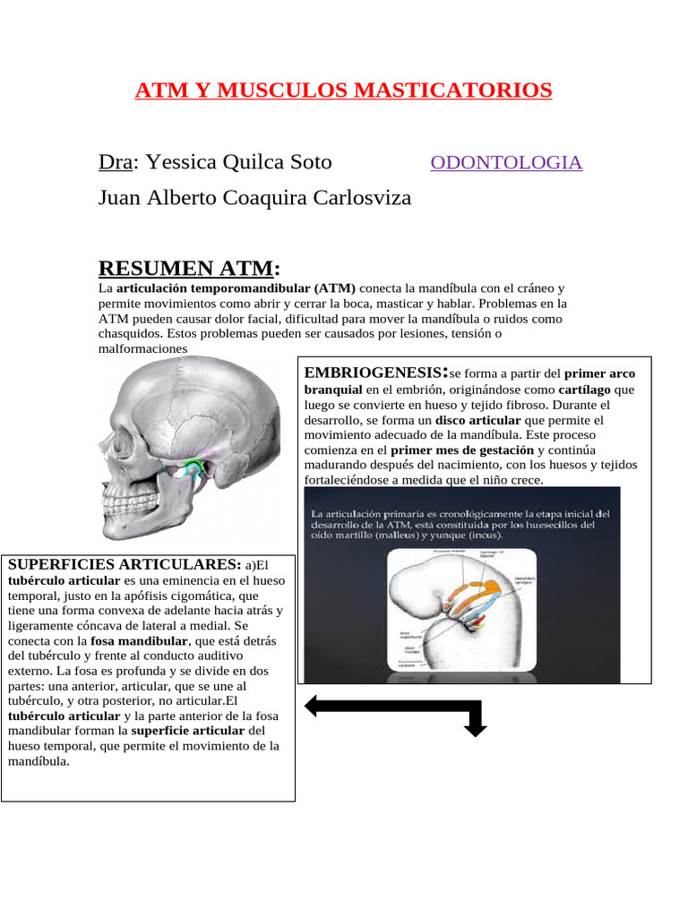 Anatomía de la ATM y Músculos Masticadores | PDF | Articulación ...