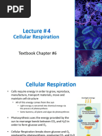 Answer Key Cellular Respiration Pogil | PDF | Cellular Respiration ...
