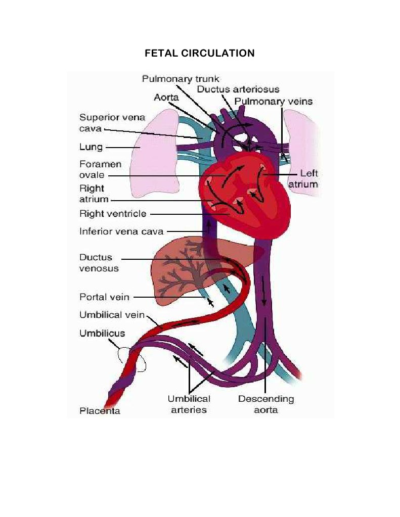 Fetal Circulation Diagram Labeled