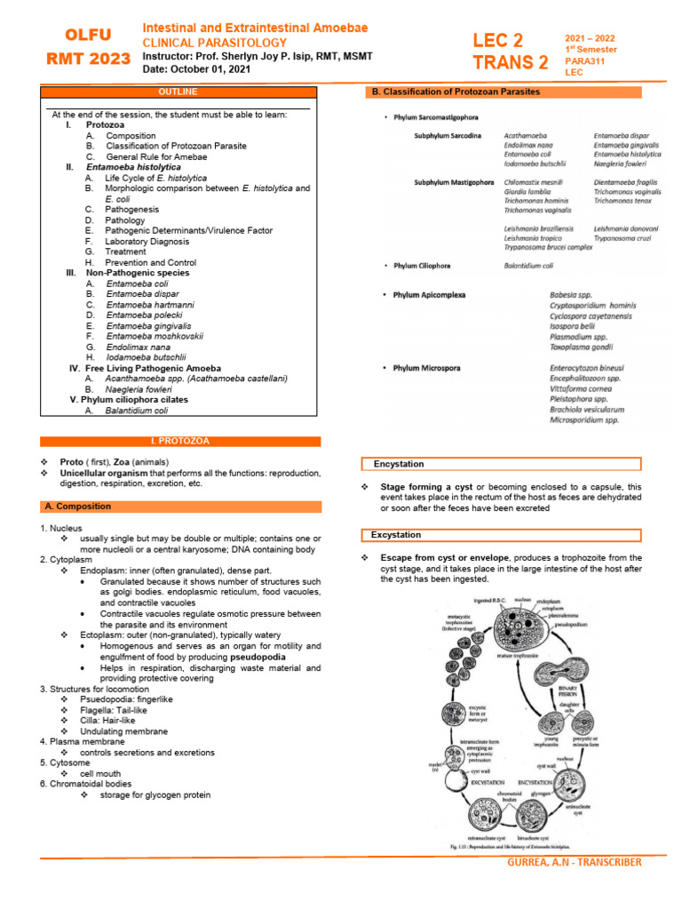 PARA LEC TRANS 2 - Entamoeba | PDF | Medical Specialties