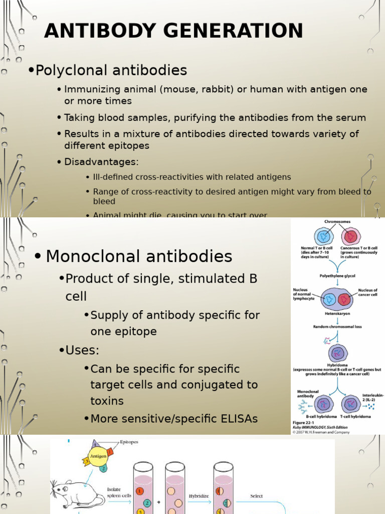 Antibody Generation | PDF