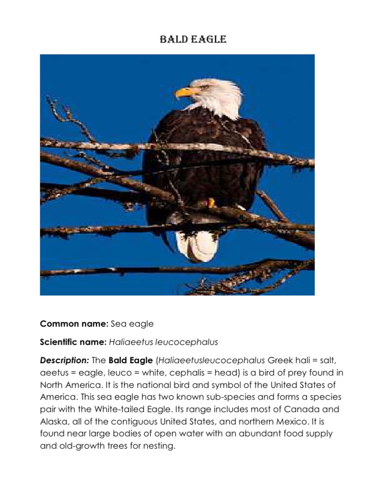 Bald Eagle | PDF | Bald Eagle | Paravians