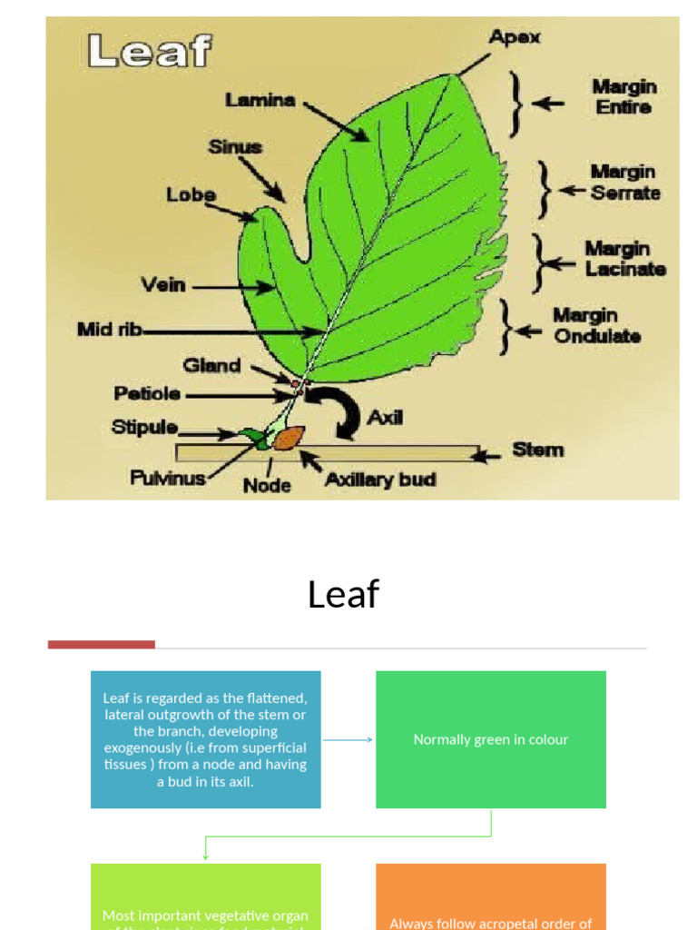 1. leaf | PDF | Leaf | Botany