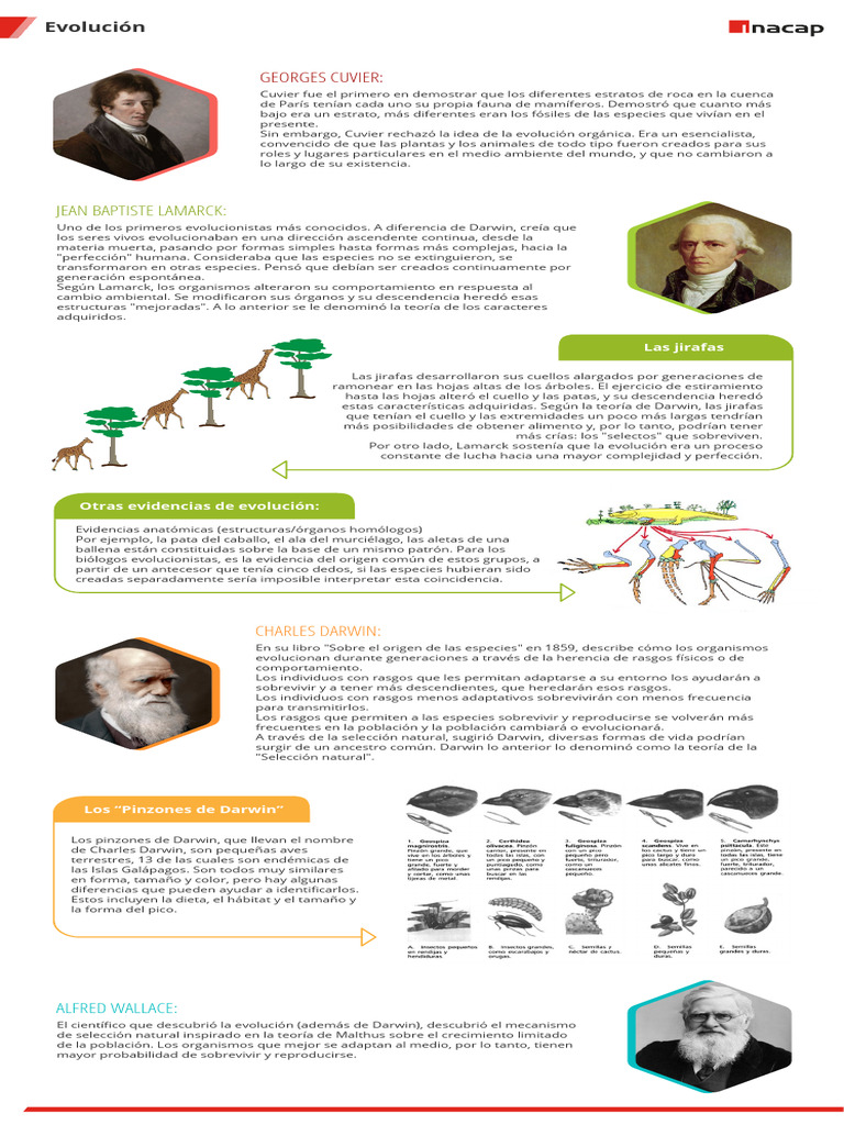 Infografia S2 Evolucion | PDF | Evolución | Charles Darwin