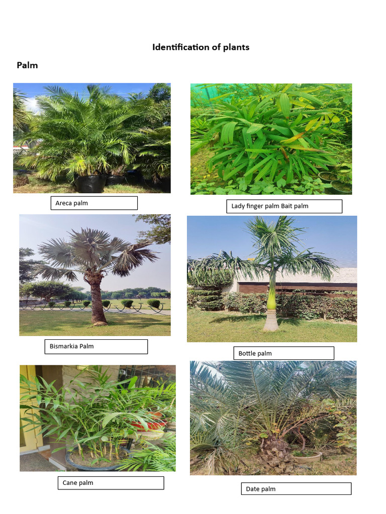 Plant Identification Guide | PDF | Plants | Botany