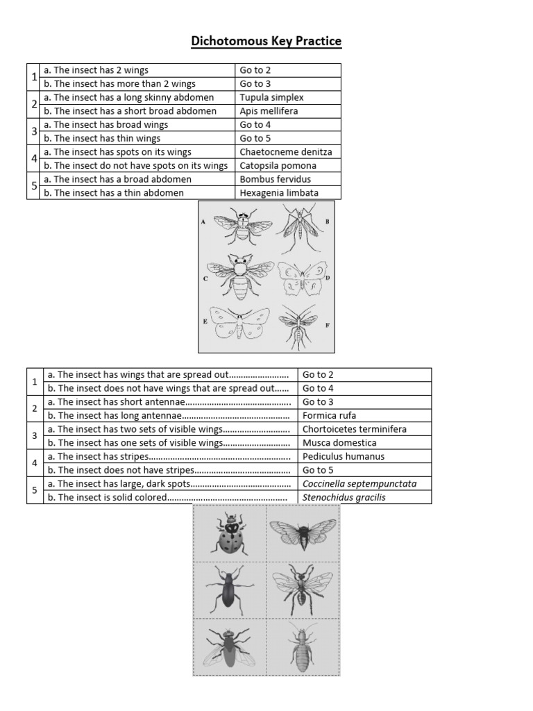 10 Dichotomous Key Practice Kiser (2) | PDF | Insects | Hexapoda
