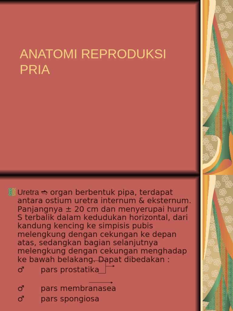 ANATOMI REPRODUKSI PRIA | PDF
