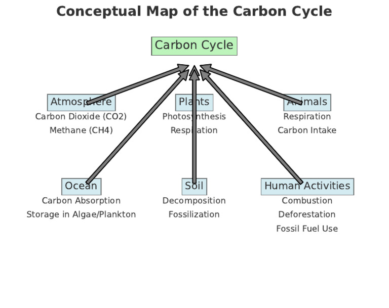 Carbon Cycle Concept Map | PDF