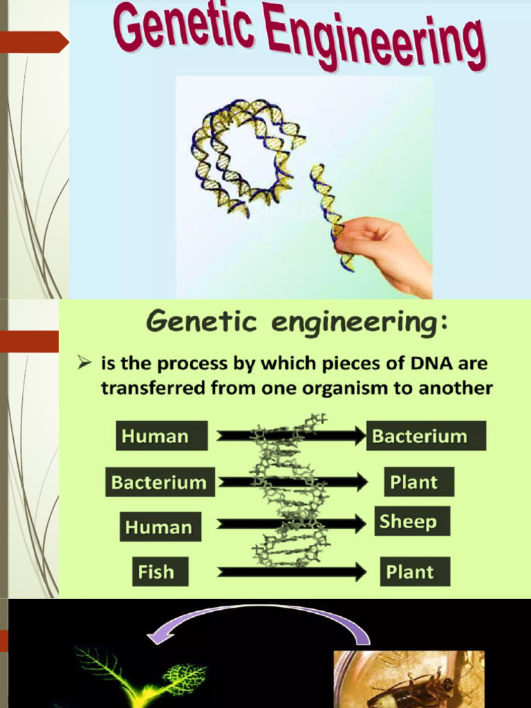 Genetic Engineering | PDF