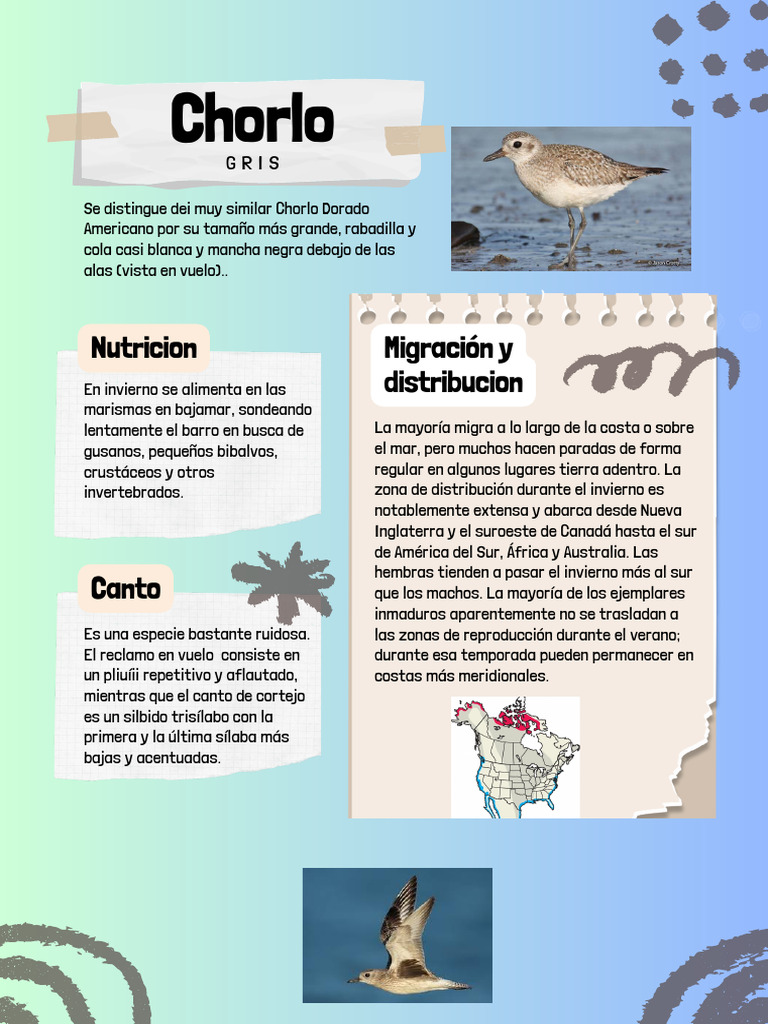 Chorlo | PDF