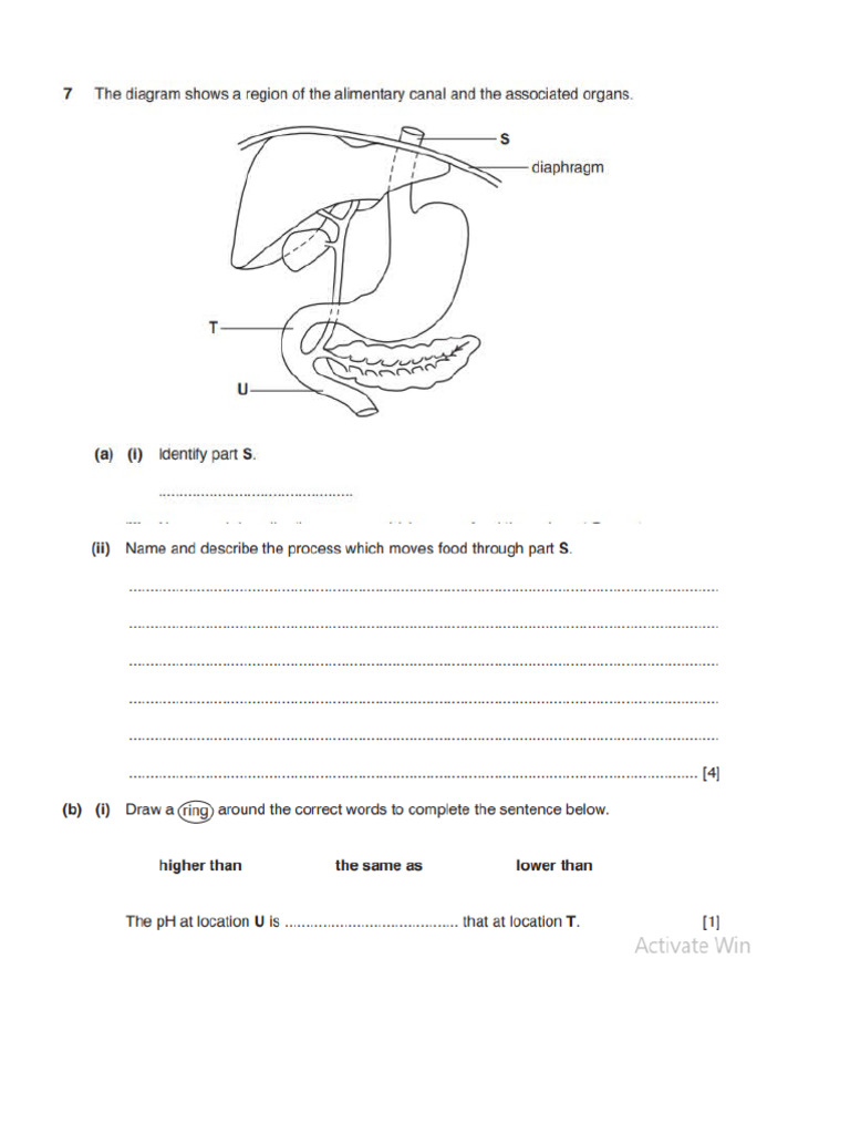 digestion review | PDF | Mouth | Digestive System