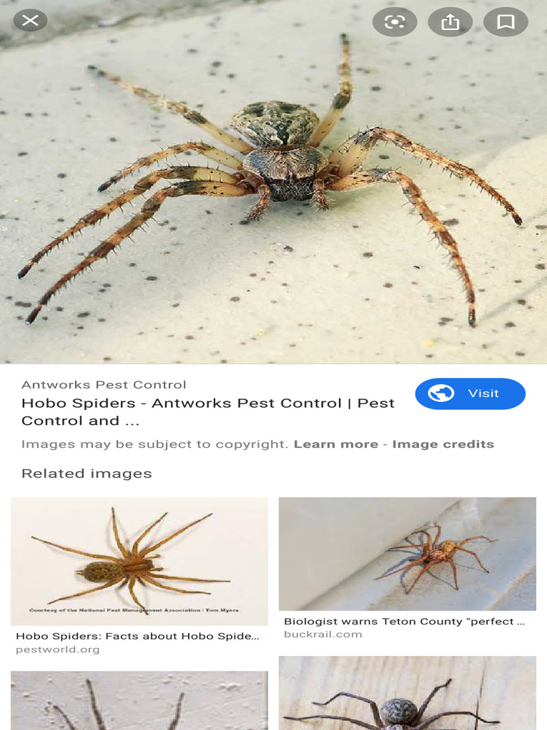 Insect - Google Search | PDF