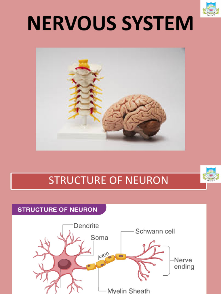 10 NERVOUS SYSTEM | PDF | Neuron | Nerve
