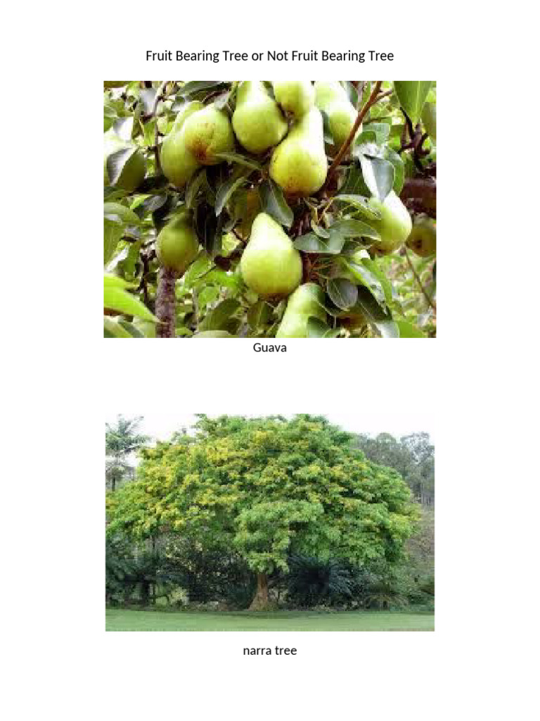 Non-Fruit Bearing Trees Overview | PDF