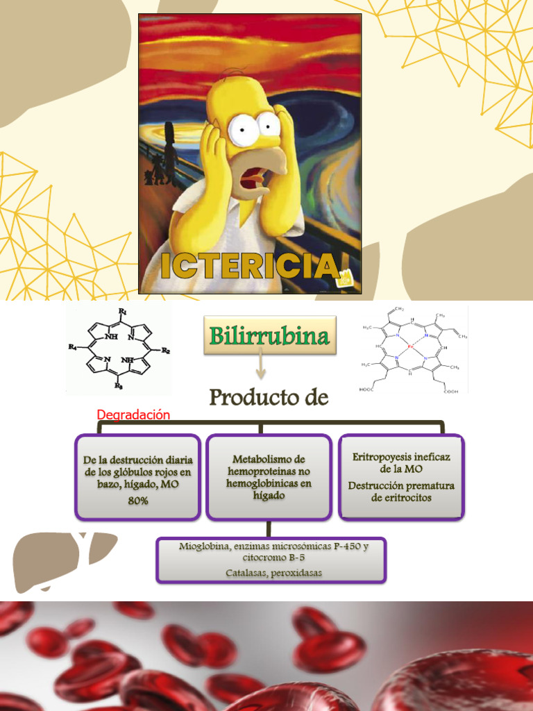Ictericia Dra Sampol | PDF | Abdomen | Sistema exocrino