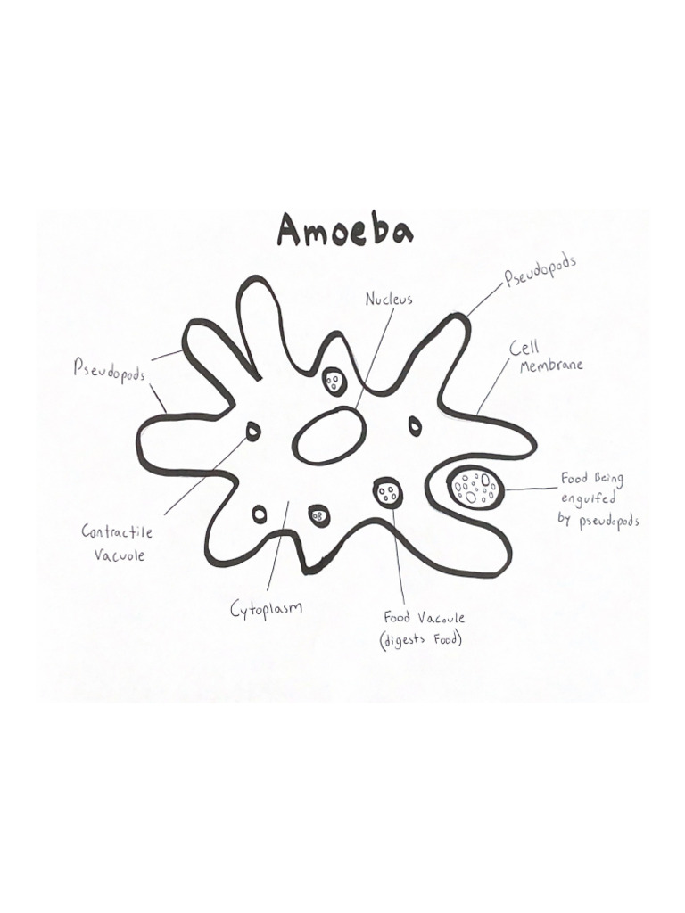 Amoeba | PDF