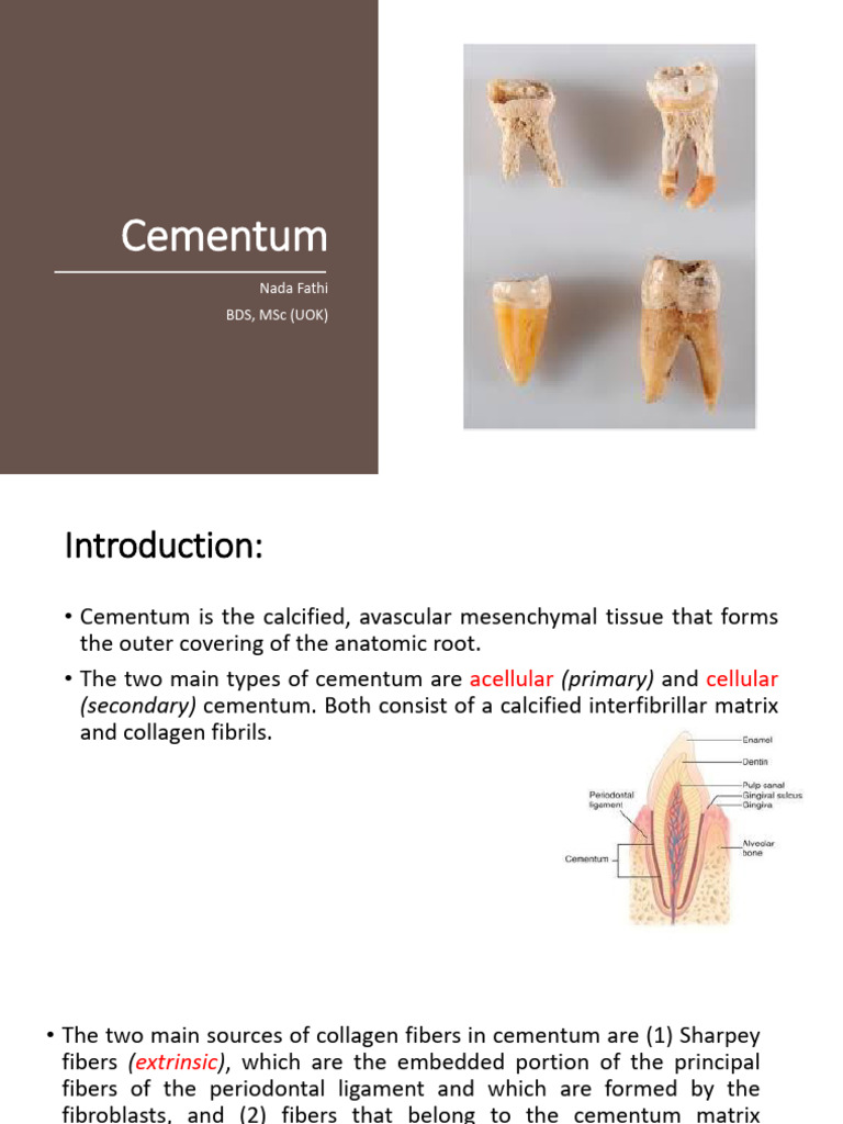 cementum | PDF | Human Tooth | Mouth