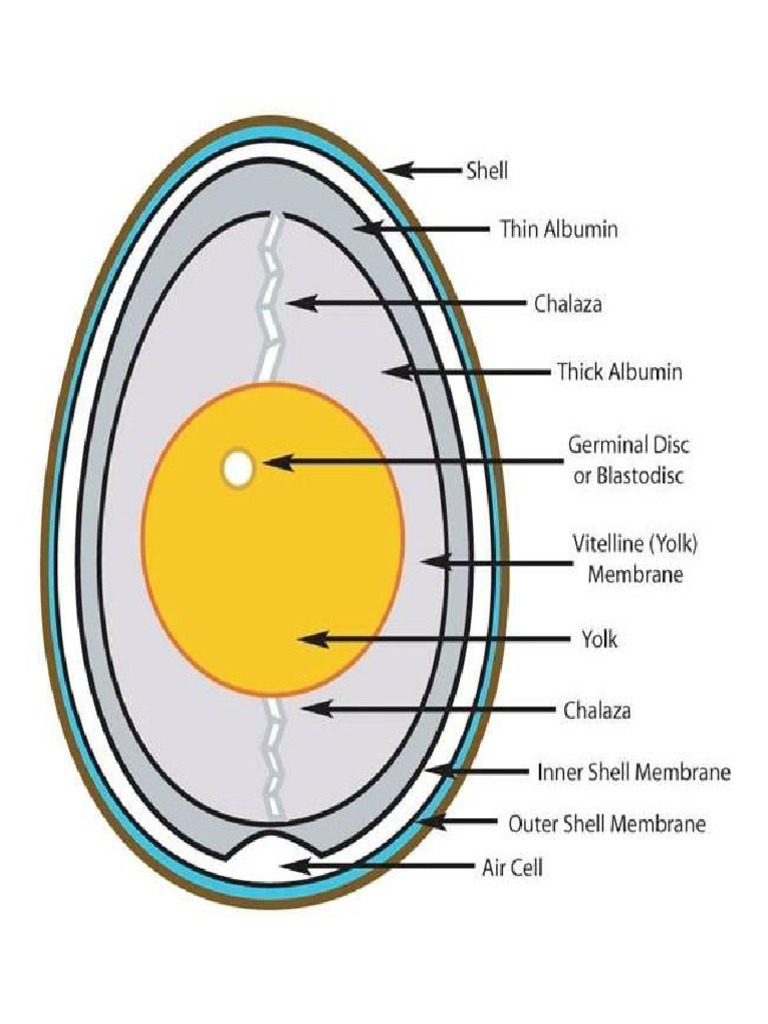 EGG Structure | PDF