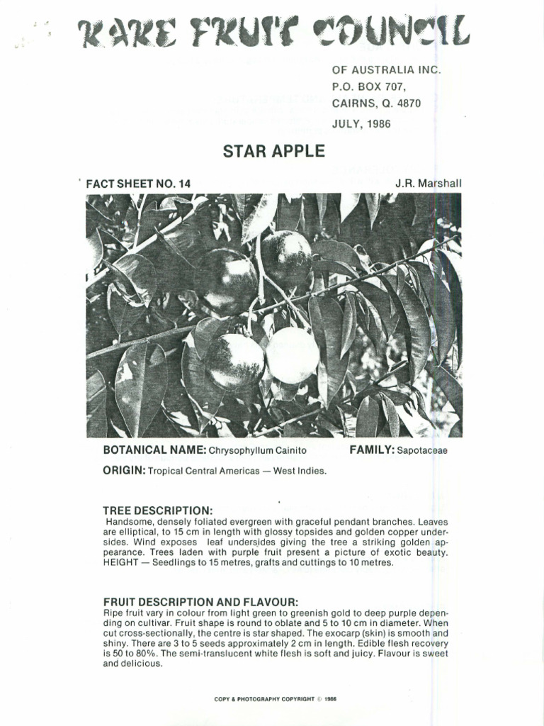 Star Apple Cultivation and Care Guide | PDF | Apple | Fruit