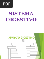 El Aparato Digestivo Tarjetas de Vocabulario | PDF