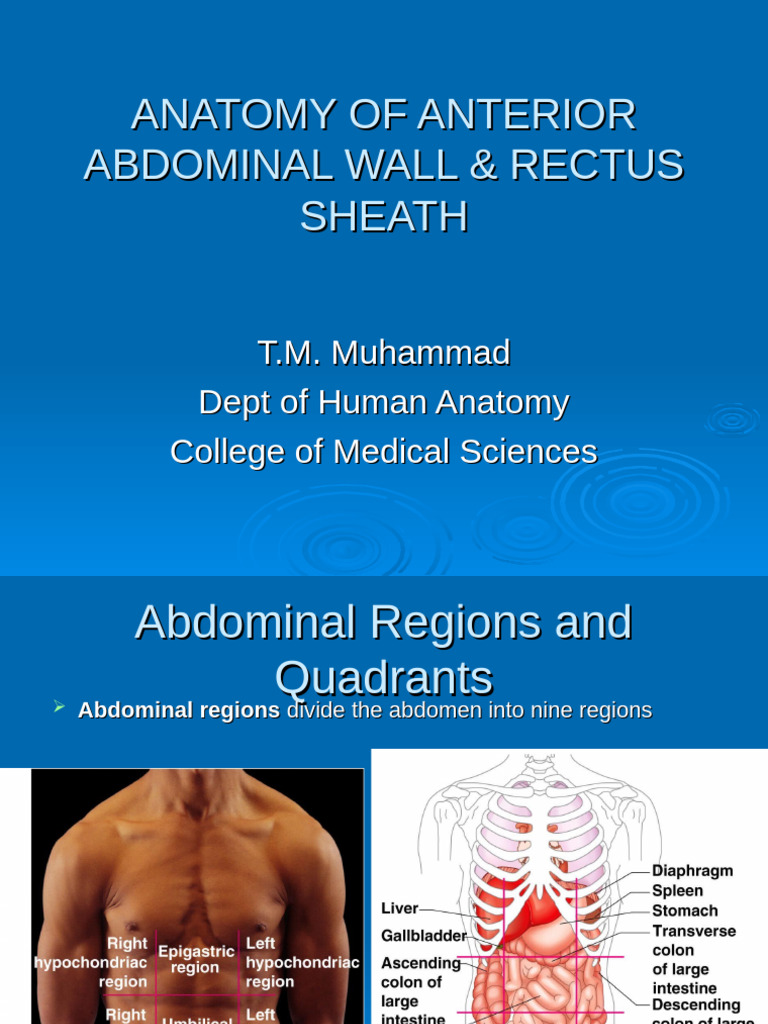 Abdominal wall | PDF | Abdomen | Vein