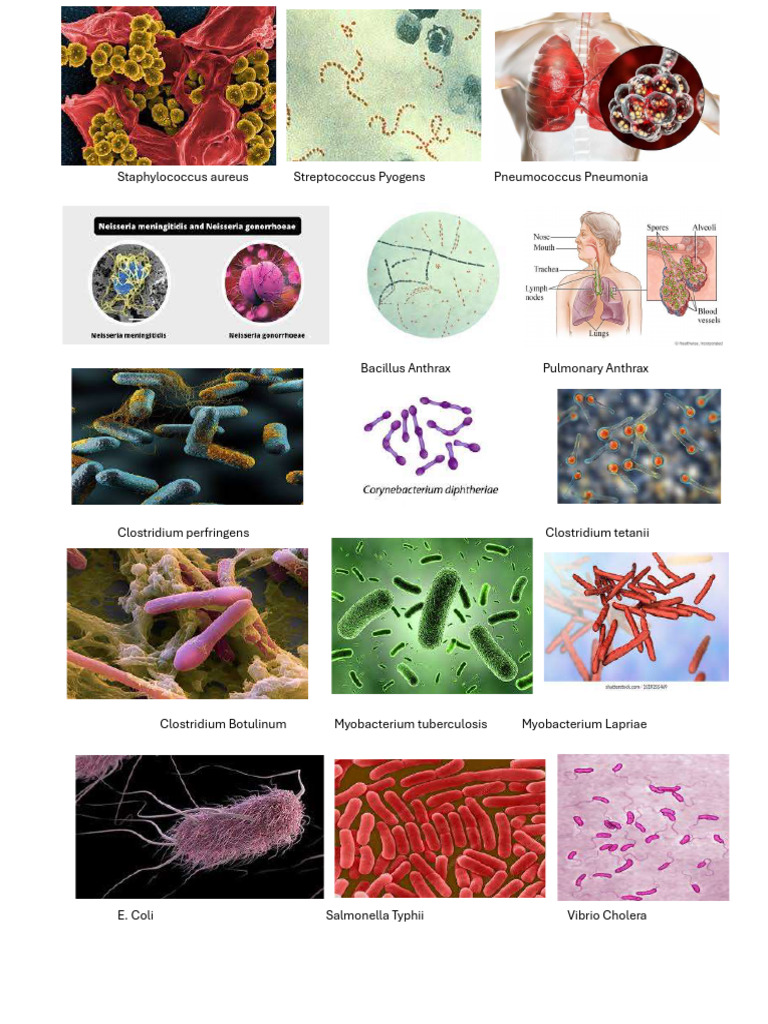 Bacteria | PDF
