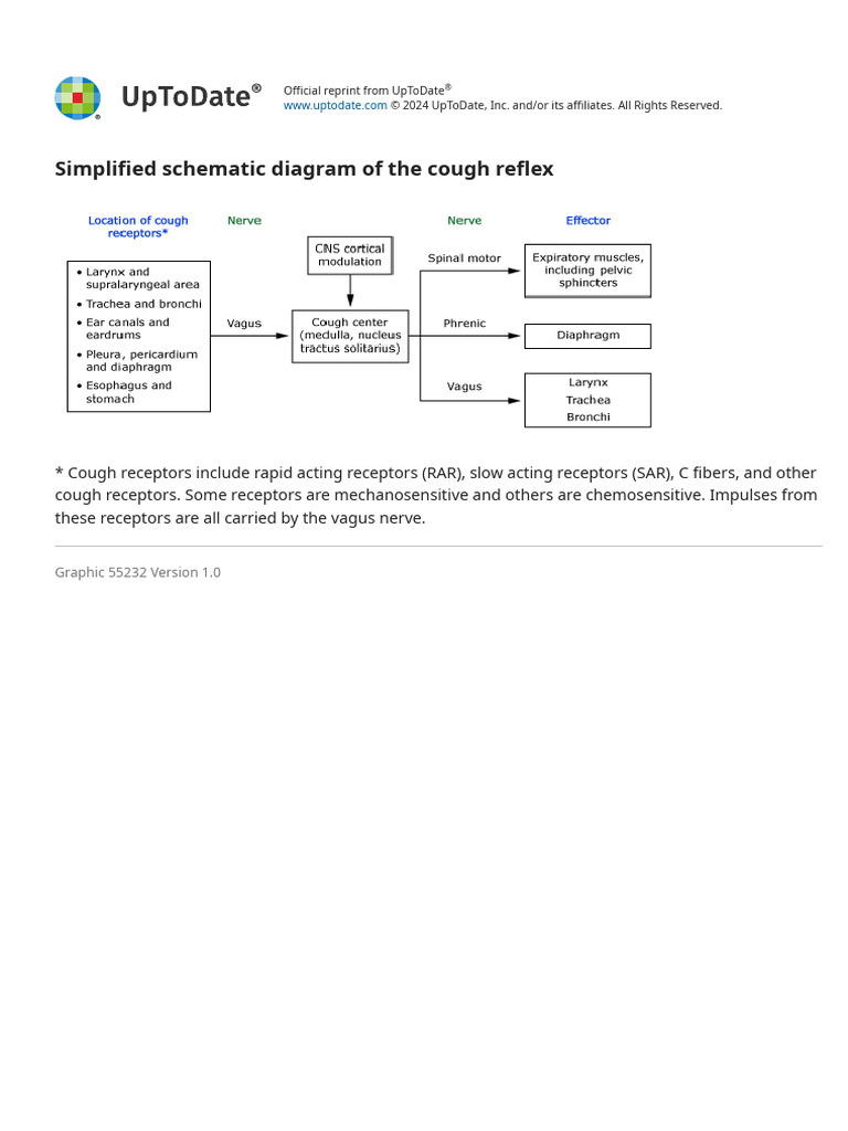Cough Reflex Diagram Explained | PDF