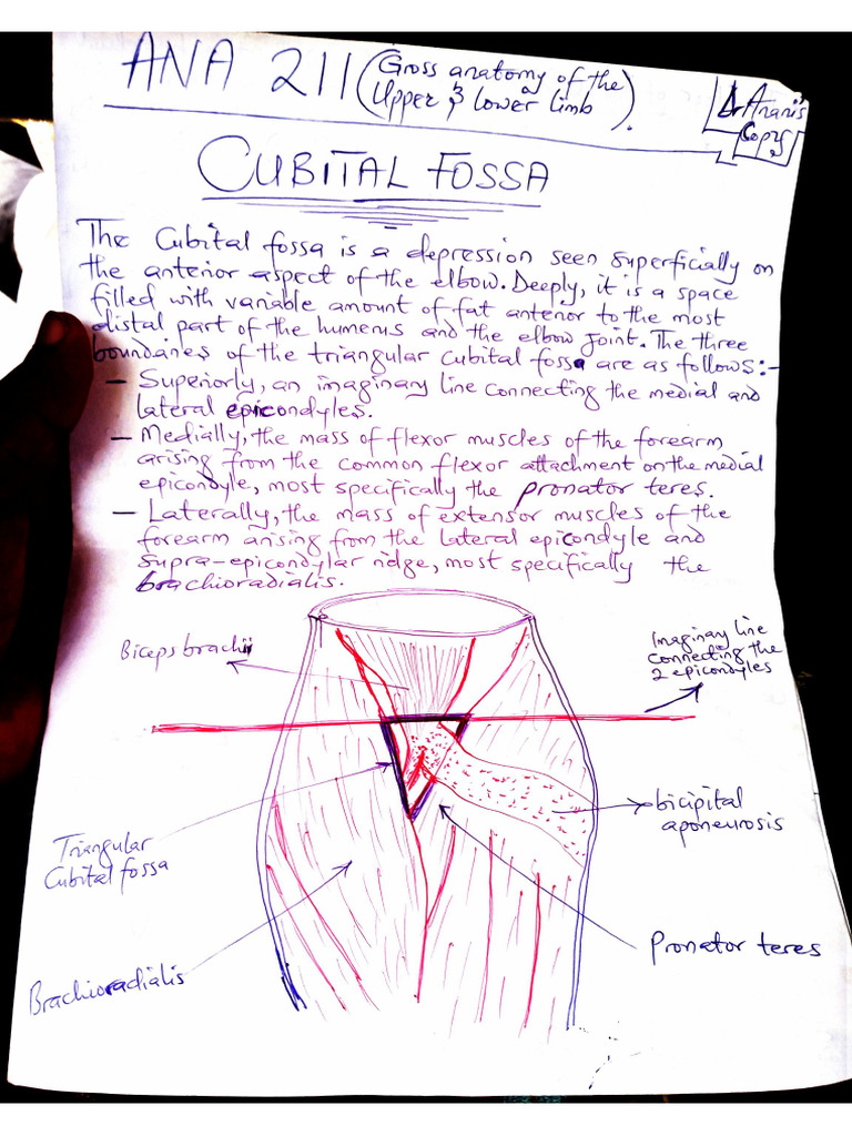 Cubital Fossa by DR Anani | PDF