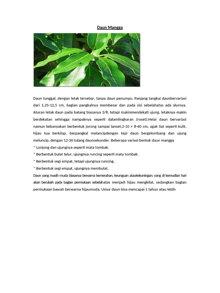 Daun Mangga | PDF