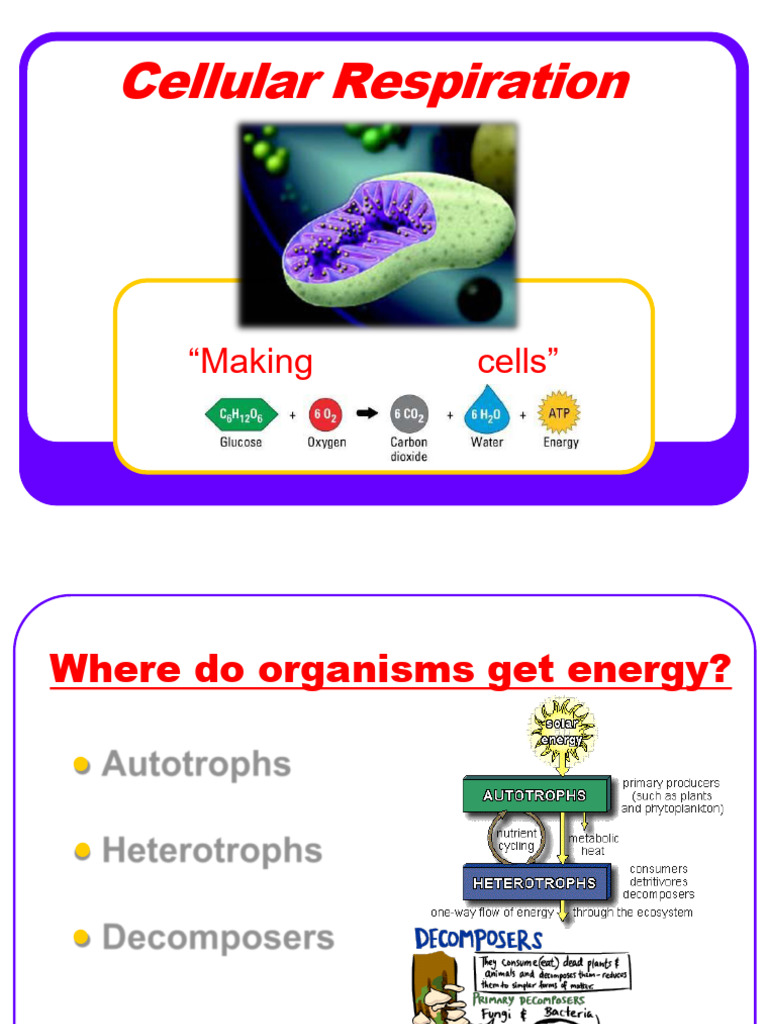 Q2 Gen Bio 1 L4 - Cell Respiration | PDF | Cellular Respiration | Adenosine Triphosphate