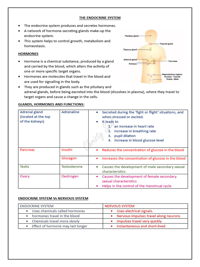 Overview of the Endocrine System | PDF | Hormone | Endocrine System