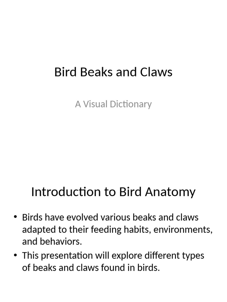 Types of Bird Beaks and Claws Explained | PDF