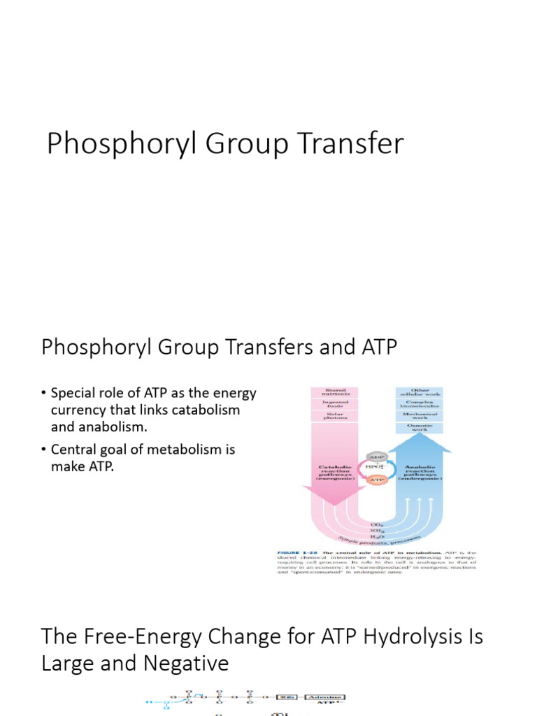 Phosphoryl group transfer- ATP | PDF | Adenosine Triphosphate | Hydrolysis