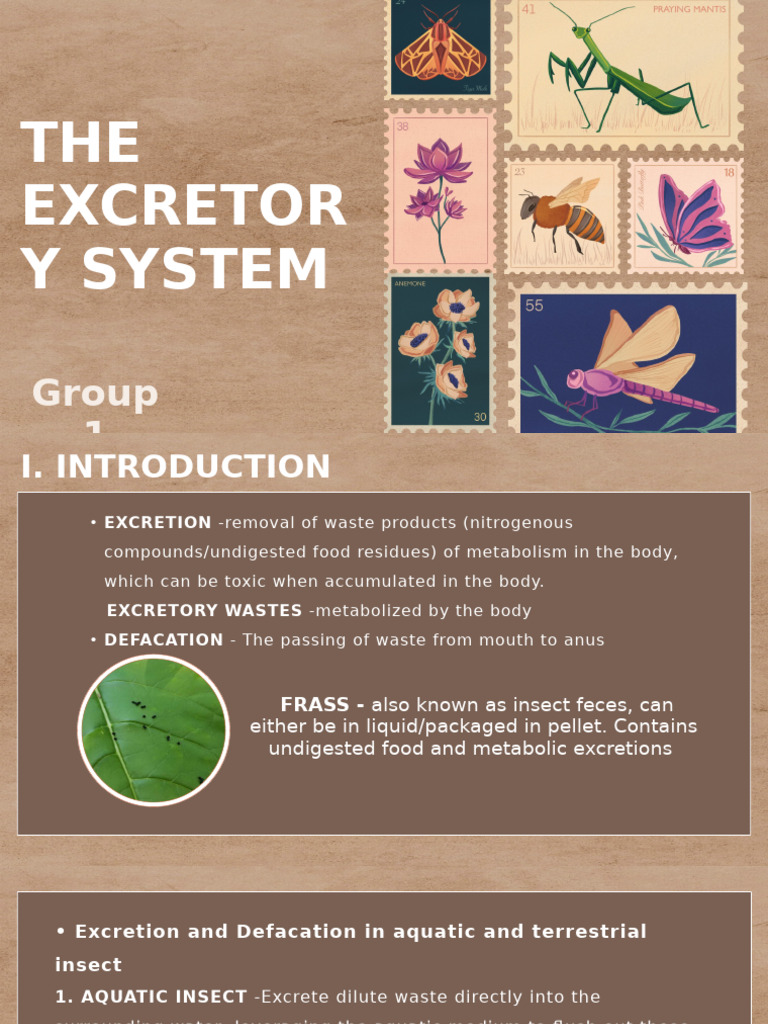 Insect Excretory System Overview | PDF | Excretion | Urea