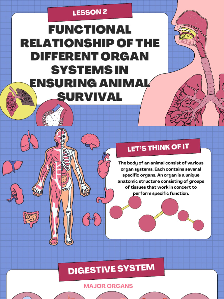 Animal Organ Systems and Survival Functions | PDF | Human Body | Blood