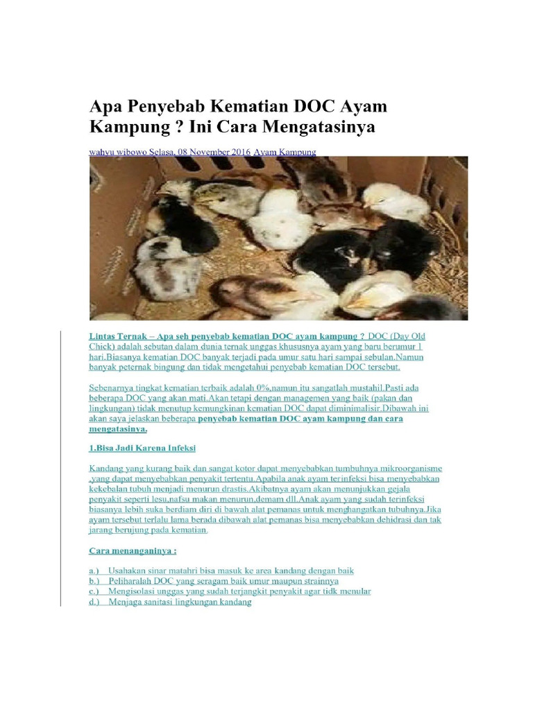 Beternak Ayam: Penyebab DOC Mati dan Cara Mengantisipasi | PDF