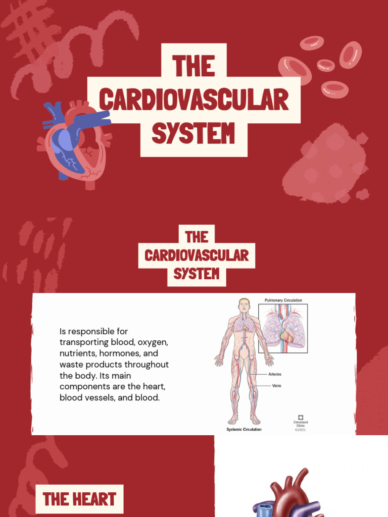 The Cardiovascular System | PDF | Heart Valve | Diastole