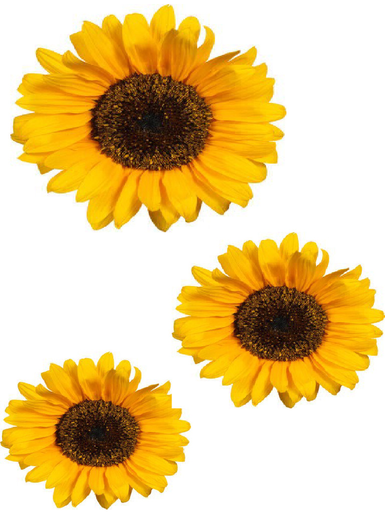 Sunflower | PDF