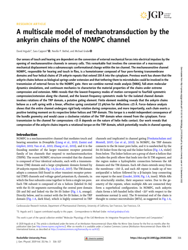 A multiscale model of mechanotransduction by the ankyrin chains of the ...