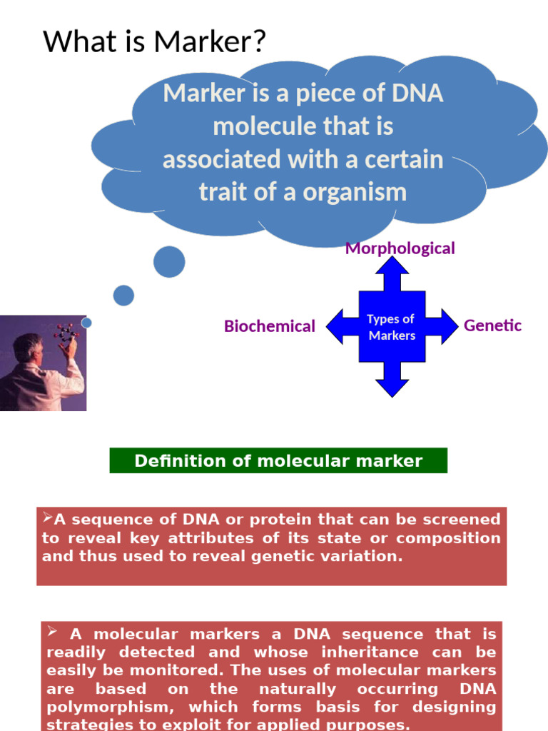 Lecture - Molecular Marker | PDF | Microsatellite | Genetic Marker