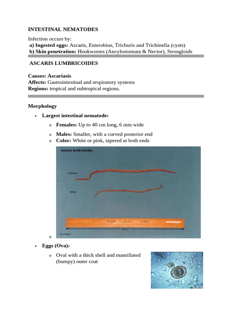INTESTINAL NEMATODES | PDF | Medical Specialties | Diseases And Disorders