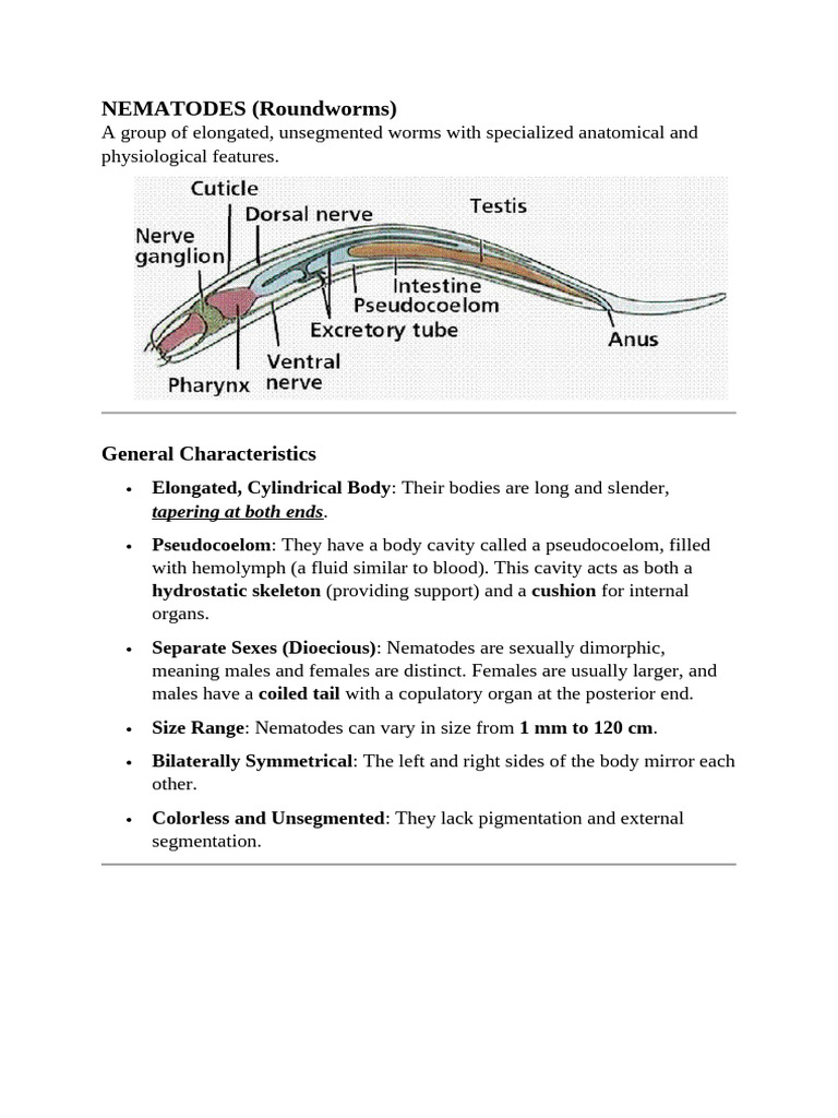 Nematode Anatomy and Life Cycle | PDF | Gastrointestinal Tract | Nematode
